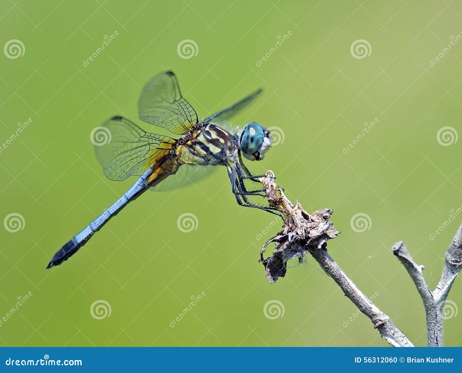 Blue Dasher Dragonfly Holding Onto A Bare Branch Royalty-Free Stock ...