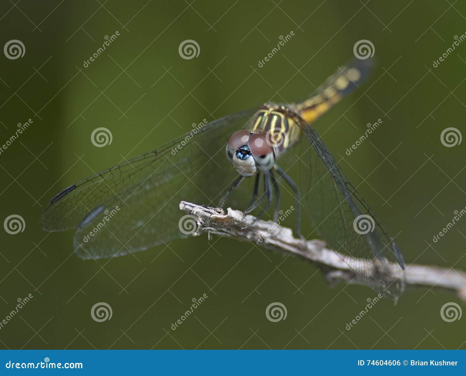 Dragonfly Blue Dasher stock photo. Image of pond, animal - 74604606