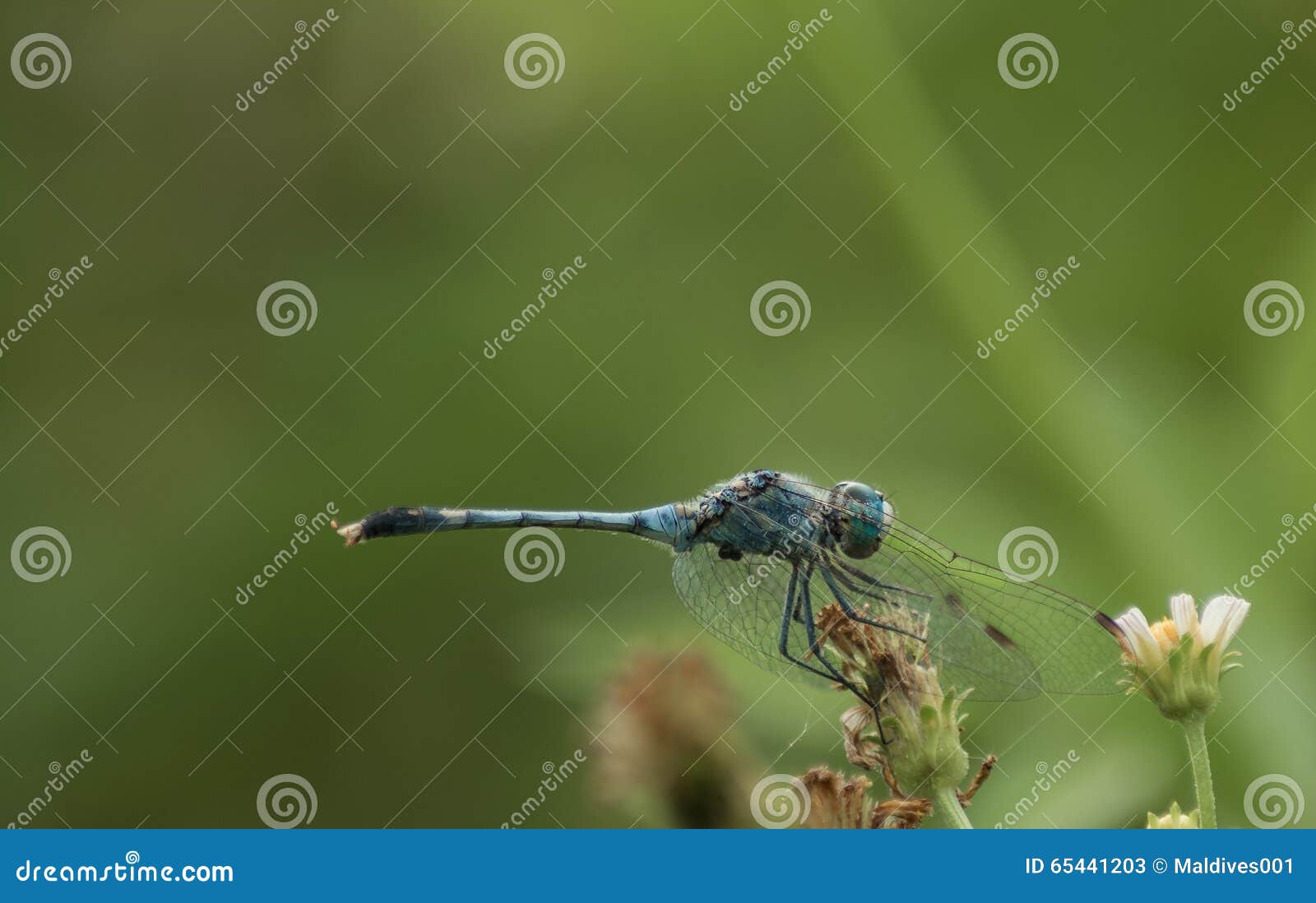 Dragonfly stock image. Image of macro, wing, green, wildlife - 65441203