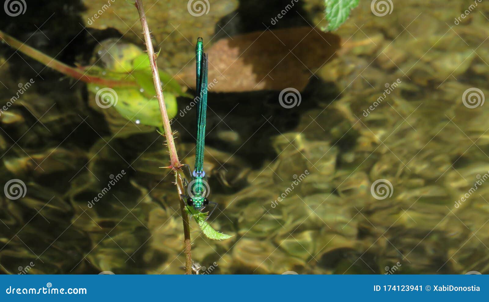 Dragonfly on a Bramble Leaf Over Water Stock Image - Image of river ...