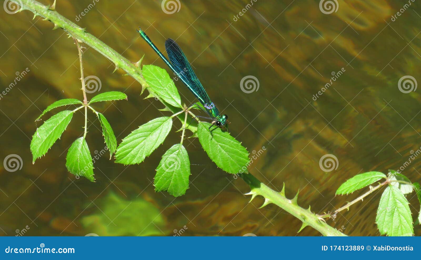 Dragonfly on a Bramble Leaf Over Water Stock Image - Image of country ...