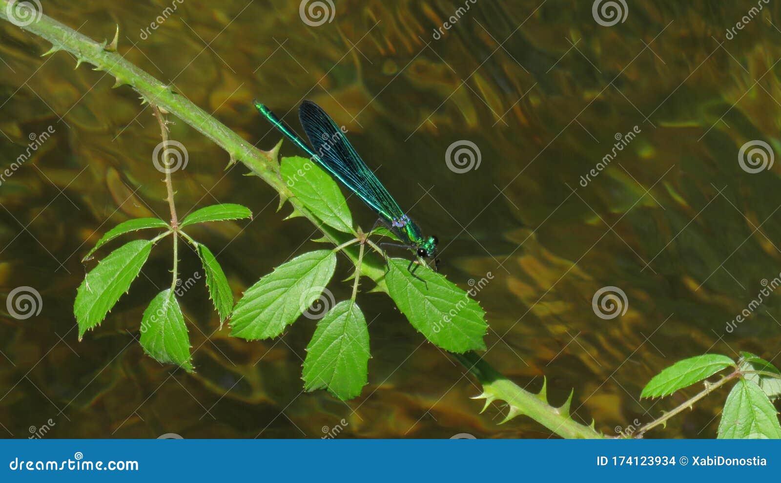 Dragonfly on a Bramble Leaf Over Water Stock Photo - Image of insects ...