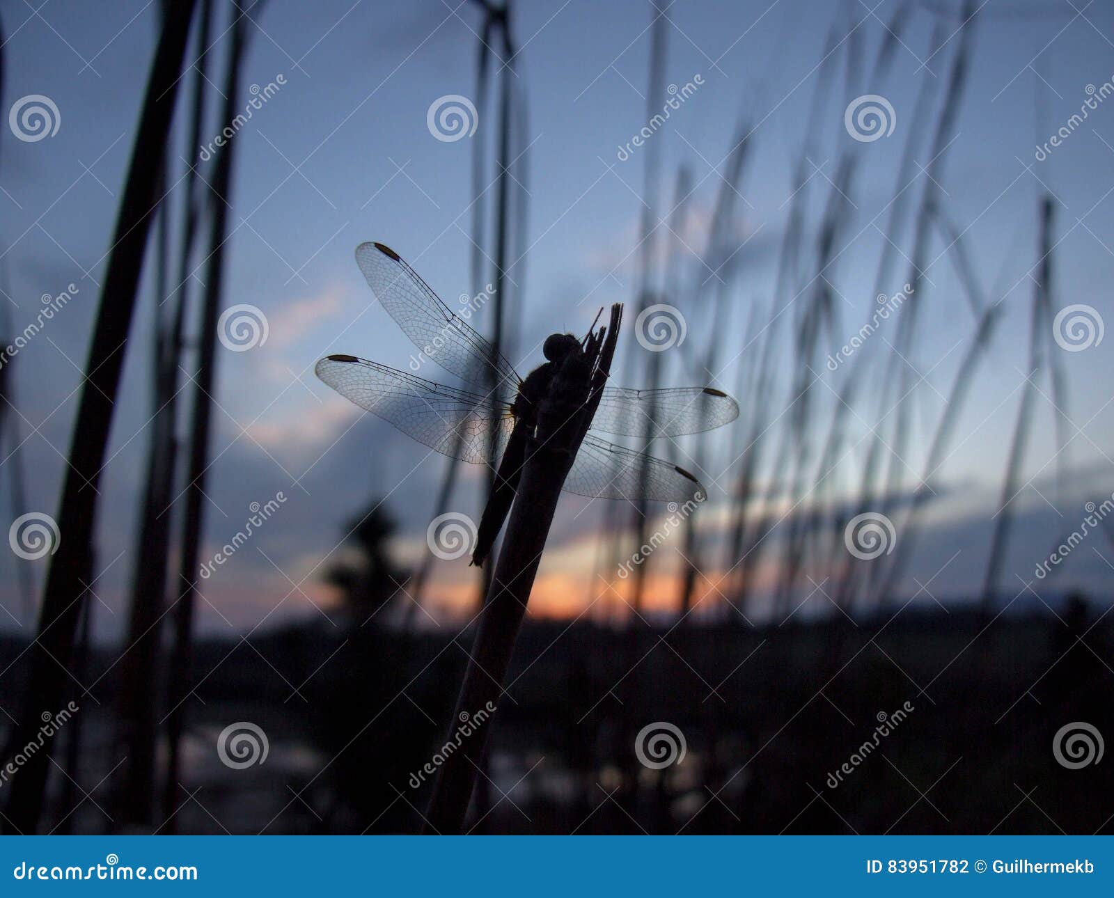 Dragonfly on a Branch during Sunset Stock Photo - Image of sunset ...