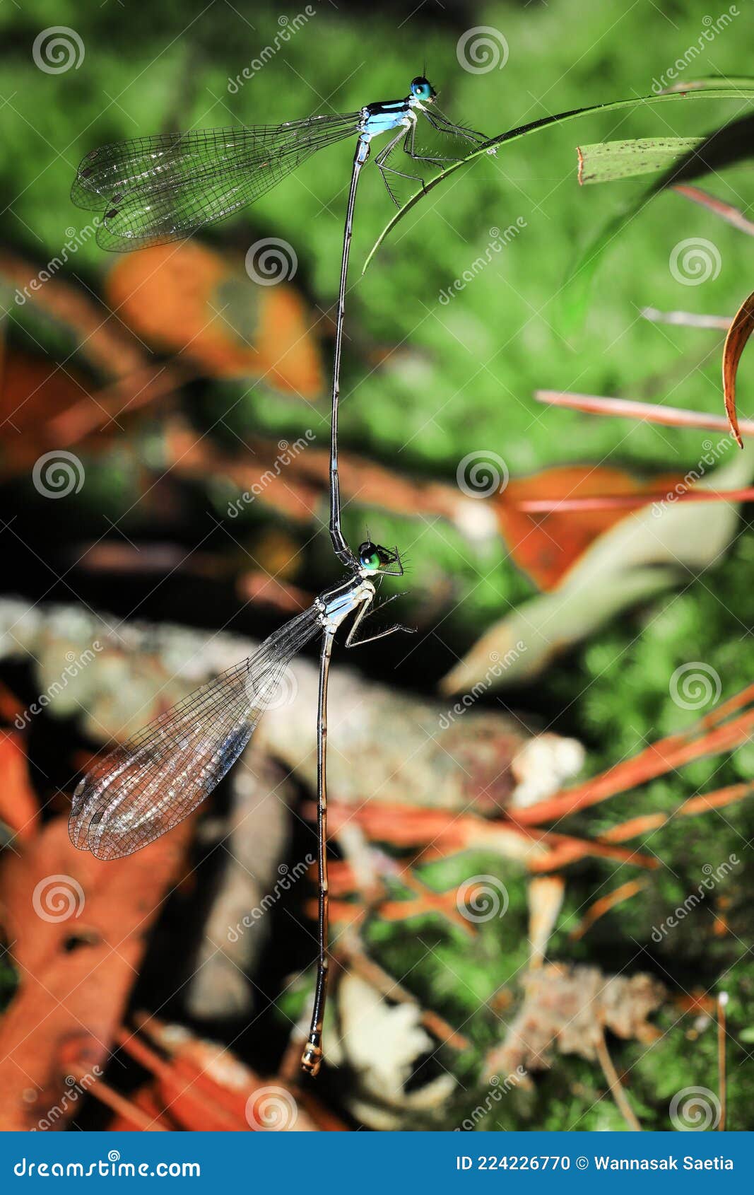Dragonfly is breeding stock photo. Image of wild, plant - 224226770