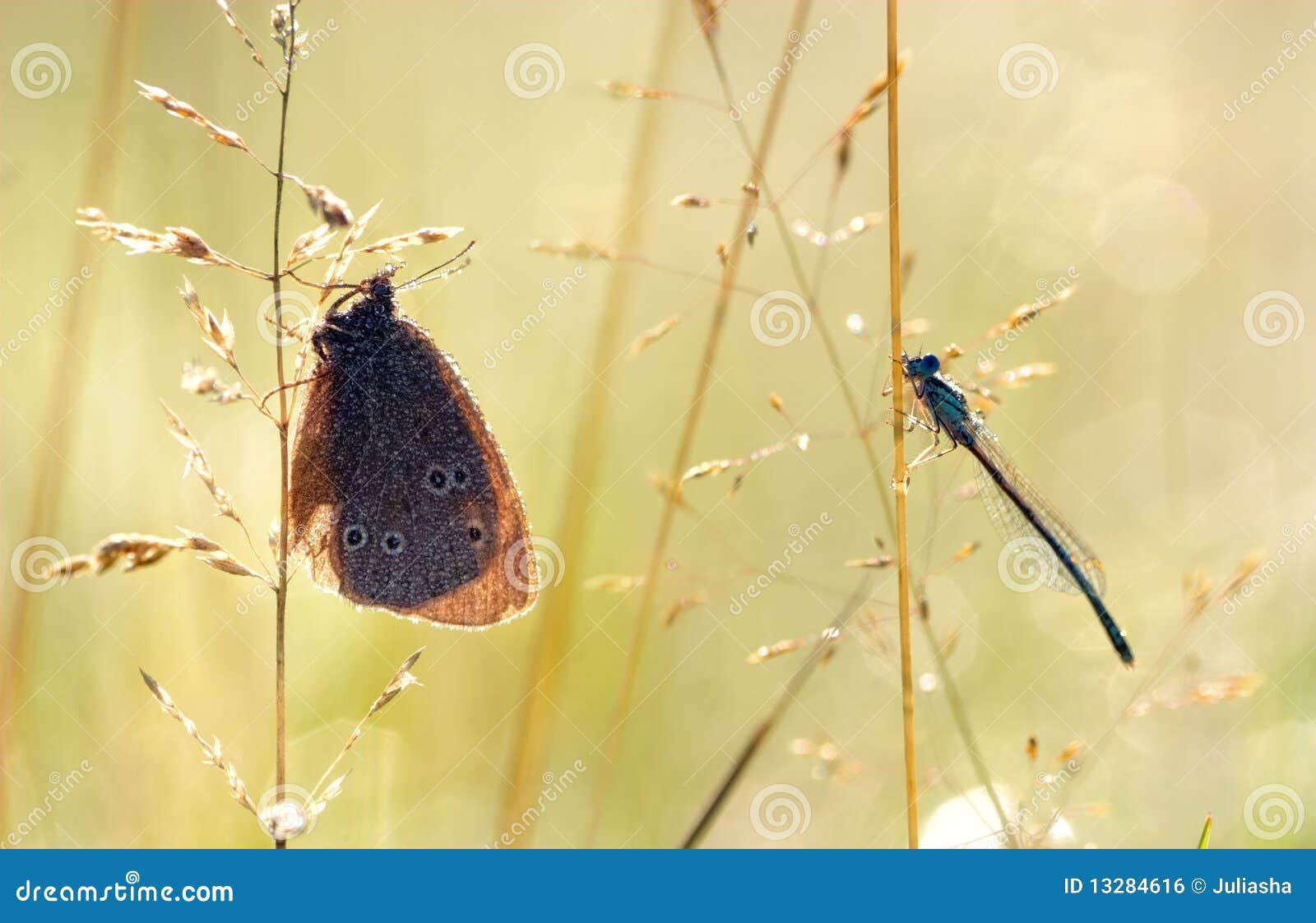 Dragonfly and butterfly stock photo. Image of land, brown - 13284616