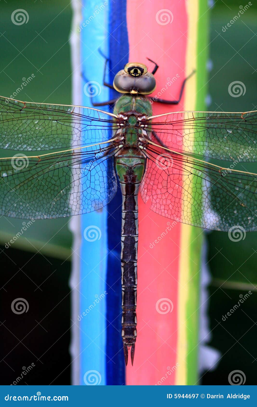 Dragonfly on candle stock image. Image of insect, dragonfly - 5944697