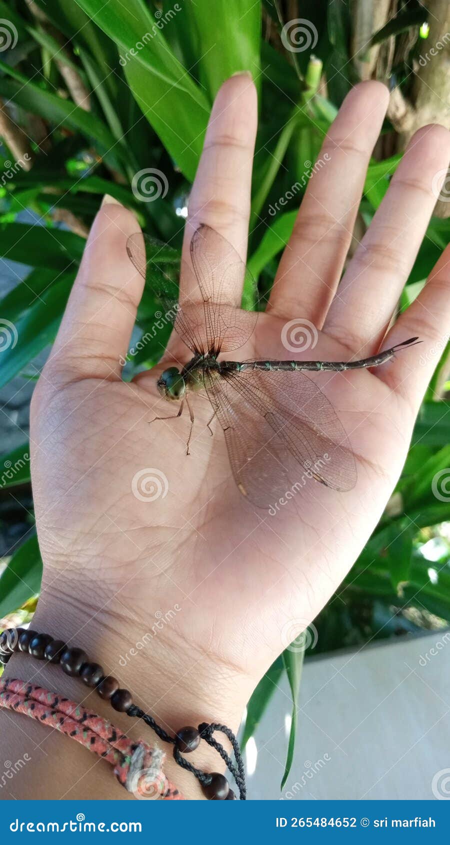 Dragonfly is a Carnivorous Insect that Belong To the Order of Odonata ...