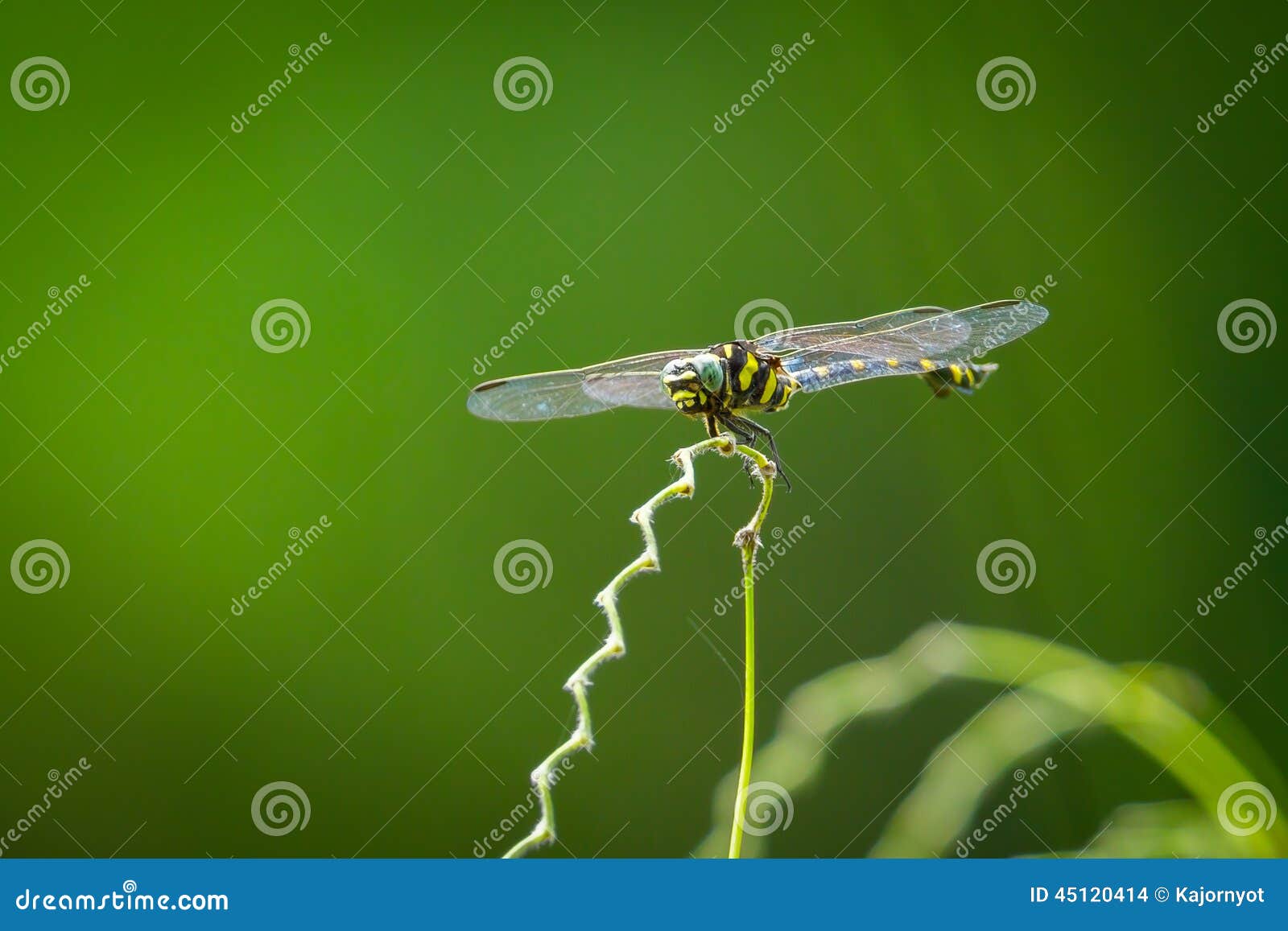 The Dragonfly Catch on the Plant Stock Photo - Image of small, organism ...