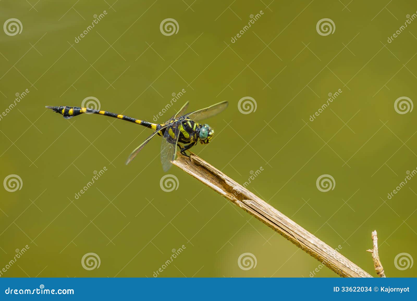 The dragonfly catch on stock photo. Image of psychedelic - 33622034