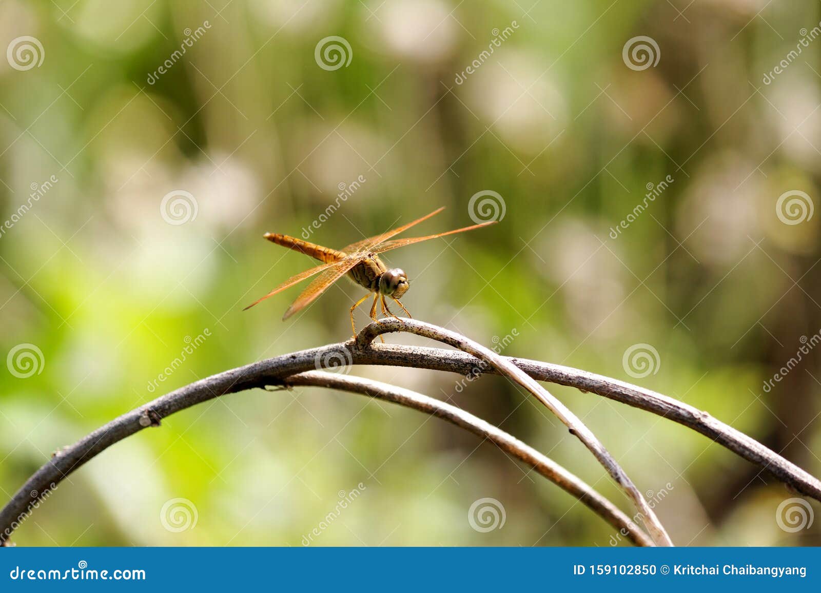 Dragonfly Catching on Branch of Tree with Green Background Stock Photo ...