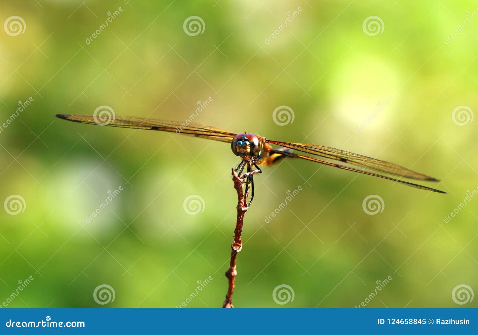 Dragonfly Catching on Small Tree Branch Stock Image - Image of head ...