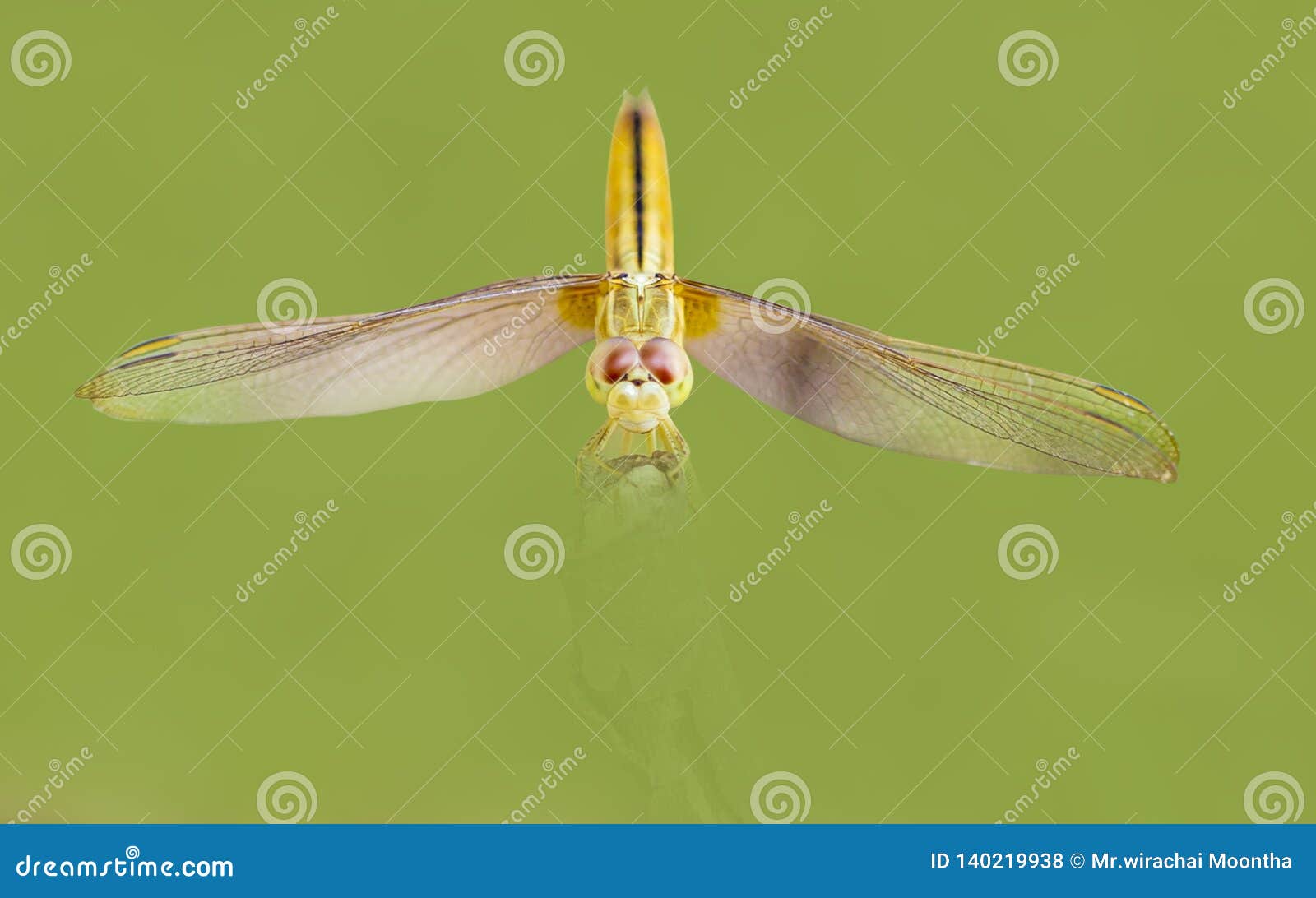 Dragonfly Caught on a Branch and Facing the Camera Stock Photo - Image ...