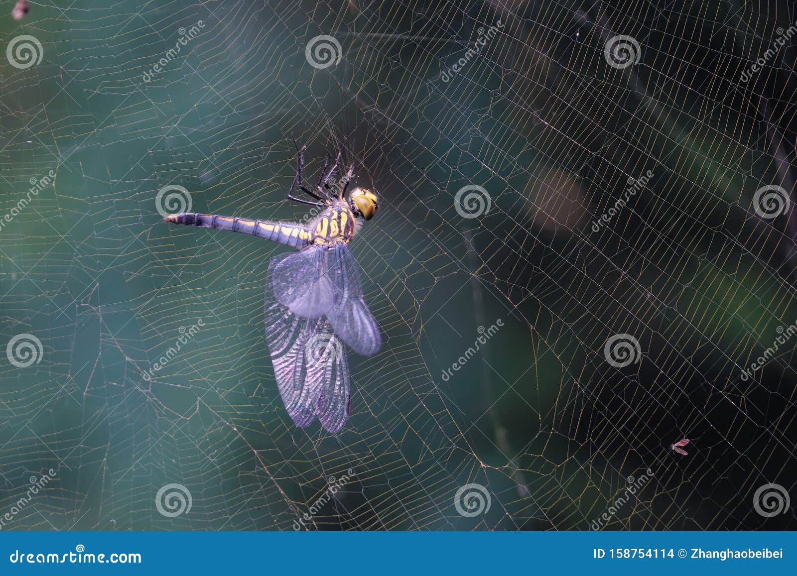 Dragonfly caught in cobweb stock photo. Image of insects - 158754114