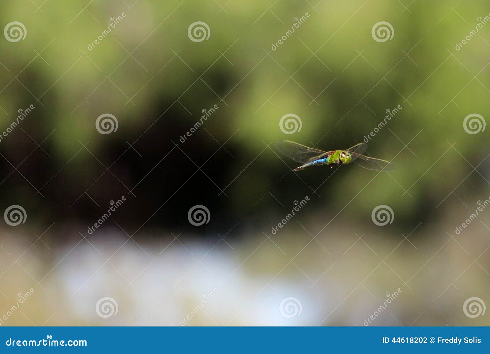 Dragonfly Caught Flying in Mid Air Stock Photo - Image of dragon ...