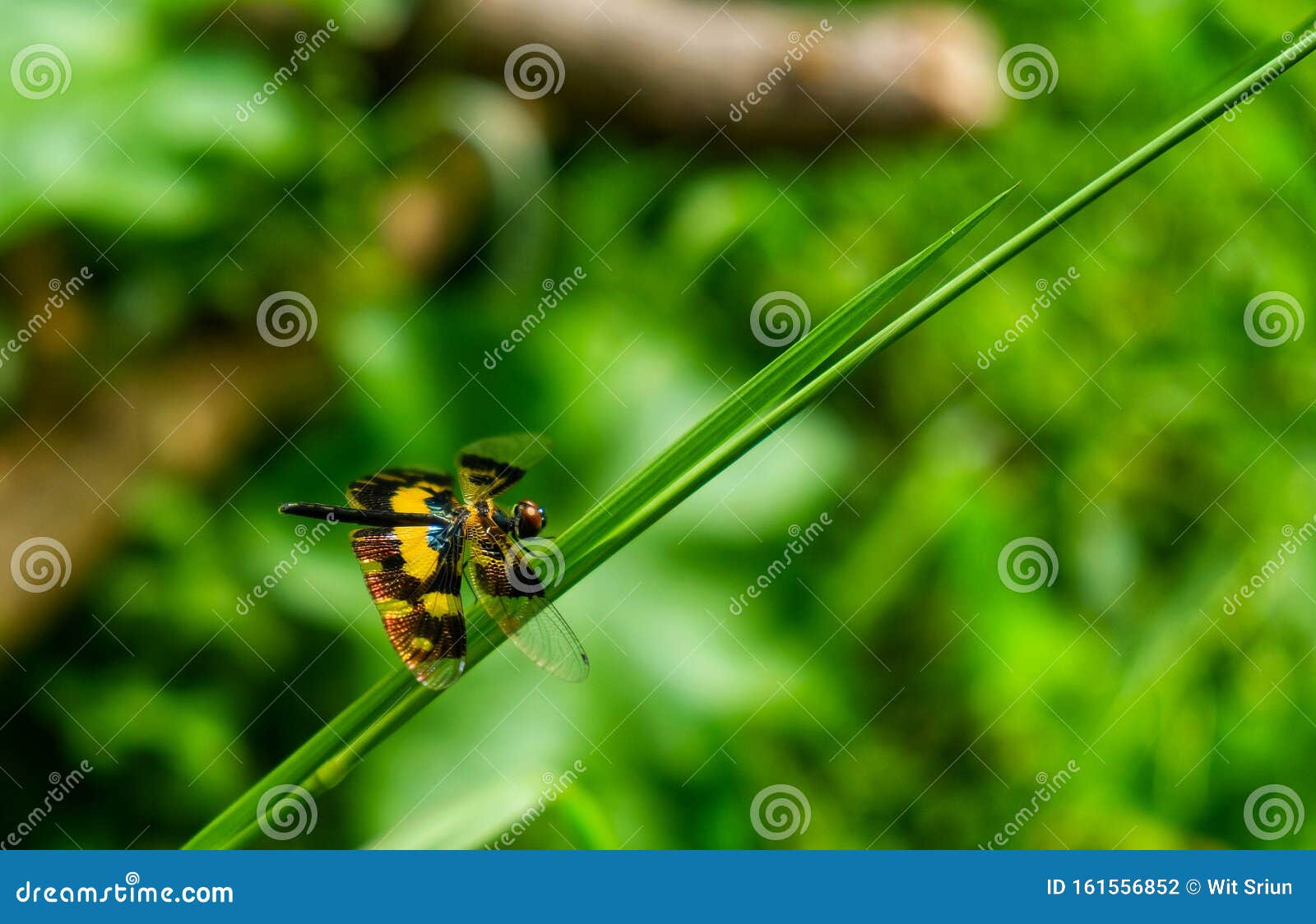 Dragonfly, Clear Wings Insect Fly with Colorful Dots on the Grass Stock ...