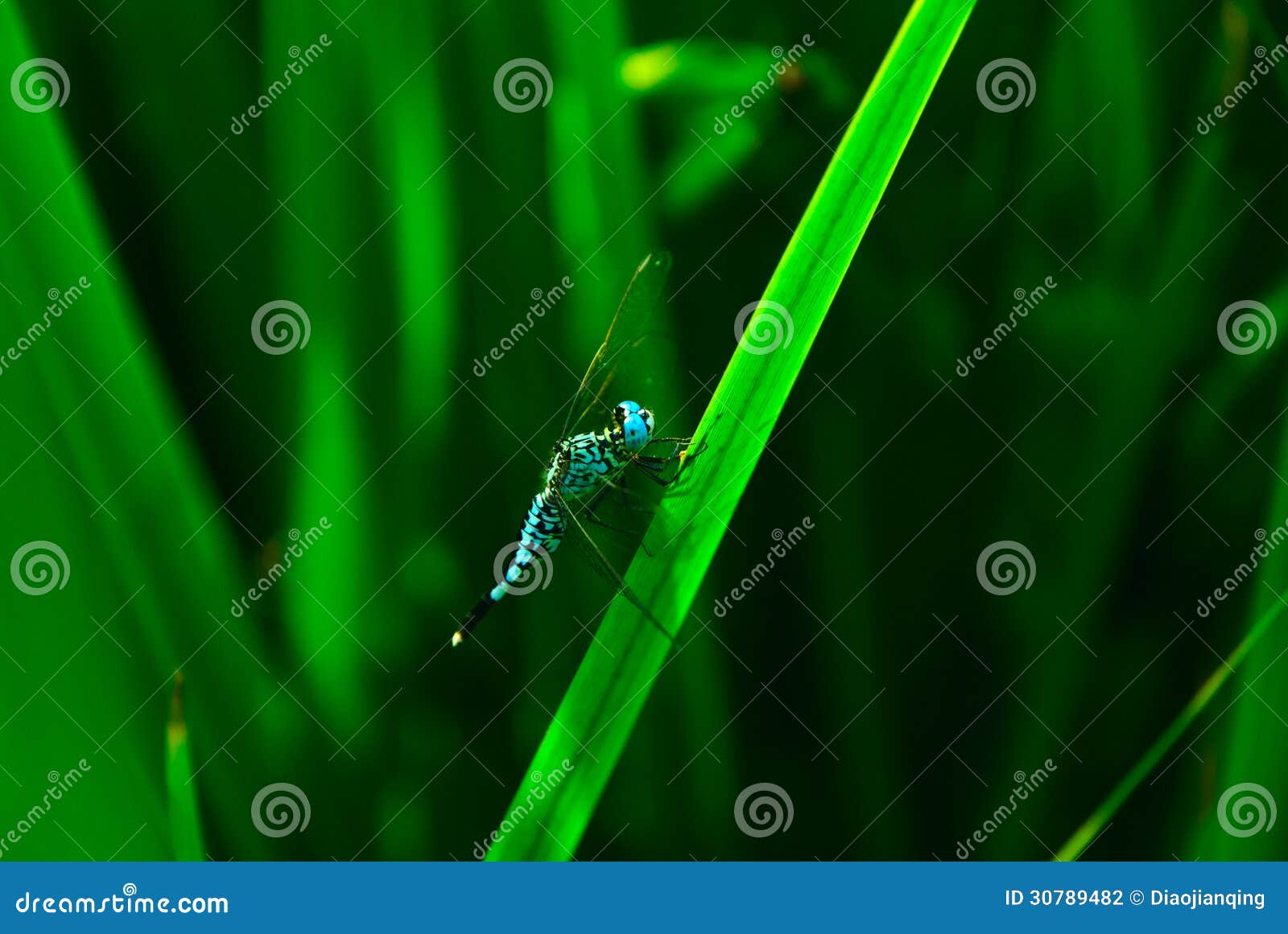 Dragonfly climbing stock photo. Image of climbing, insect - 30789482