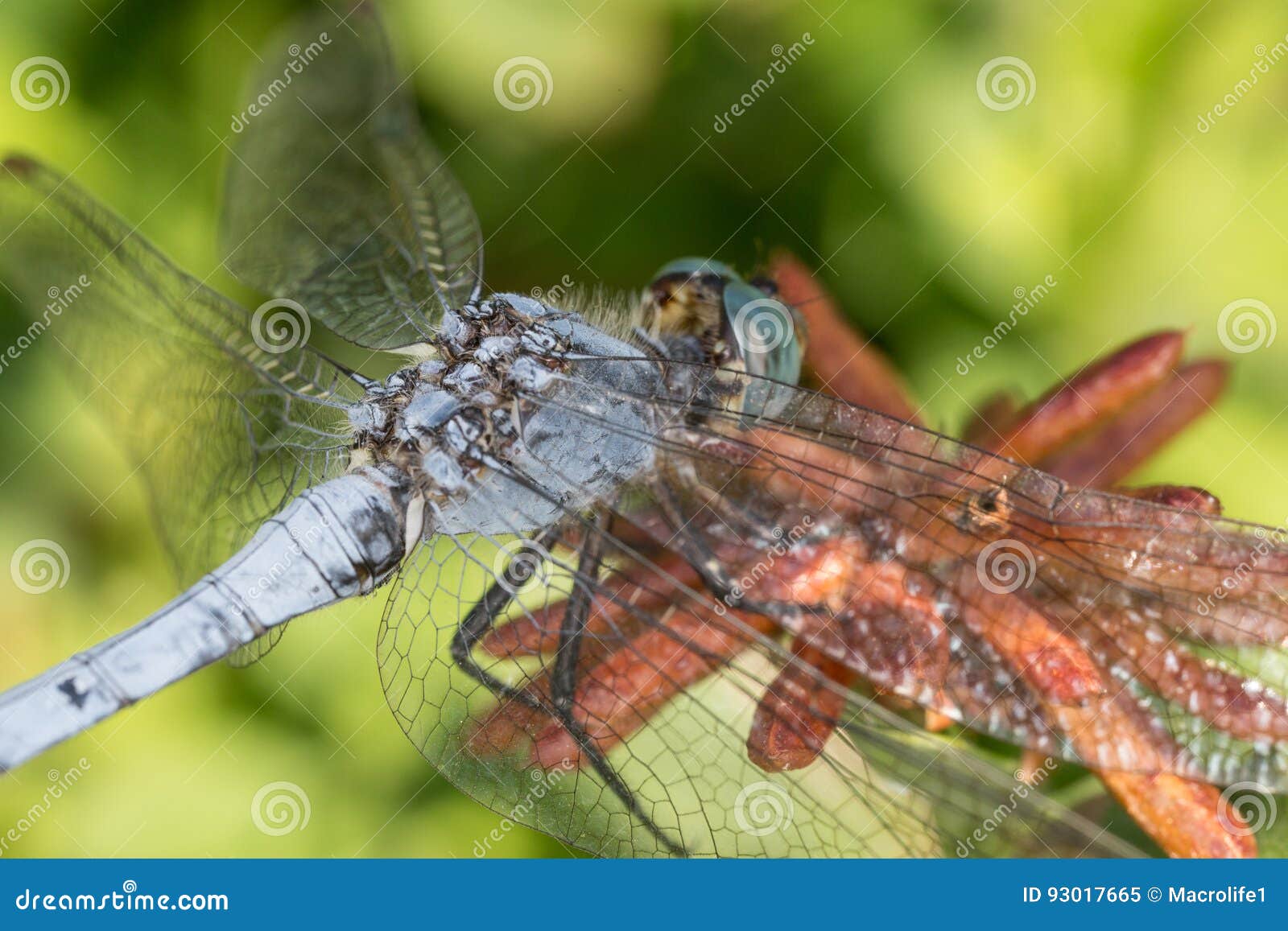 Dragonfly close portrait stock image. Image of microscope - 93017665