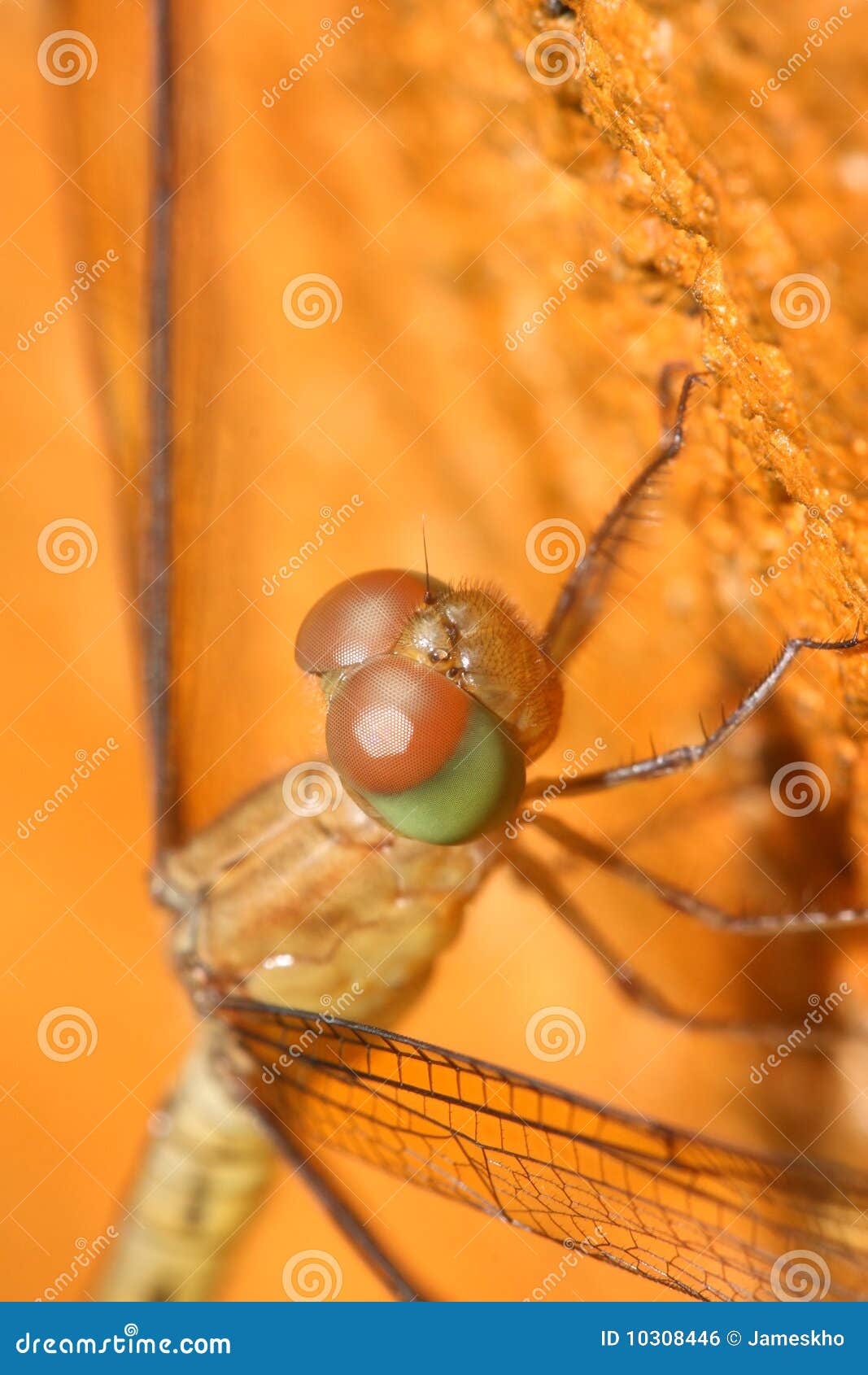 Dragonfly close up stock photo. Image of insects, brown - 10308446