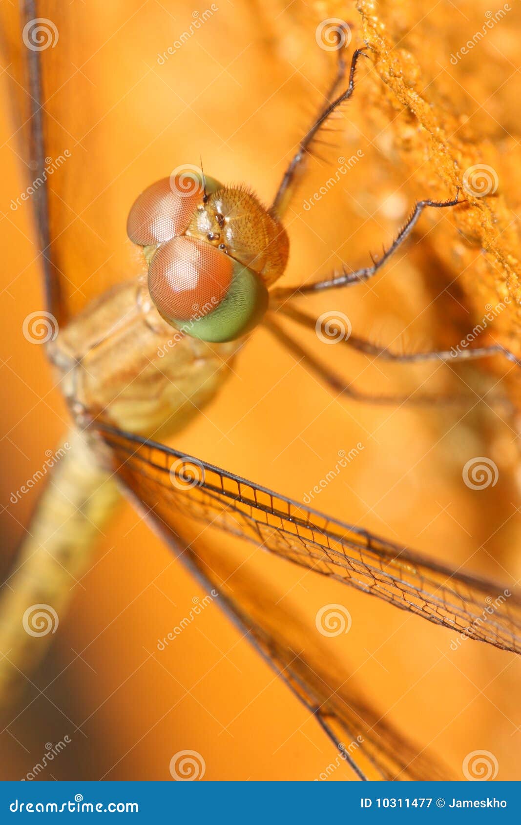 Dragonfly close up stock image. Image of reflected, body - 10311477