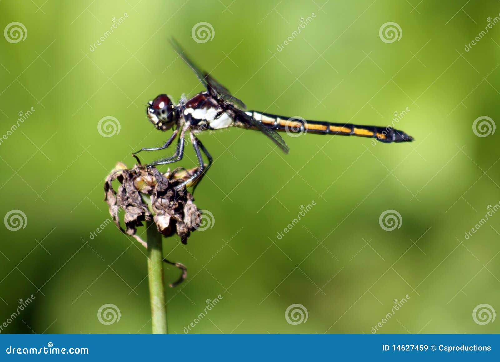 Dragonfly Close-up stock image. Image of nature, algae - 14627459