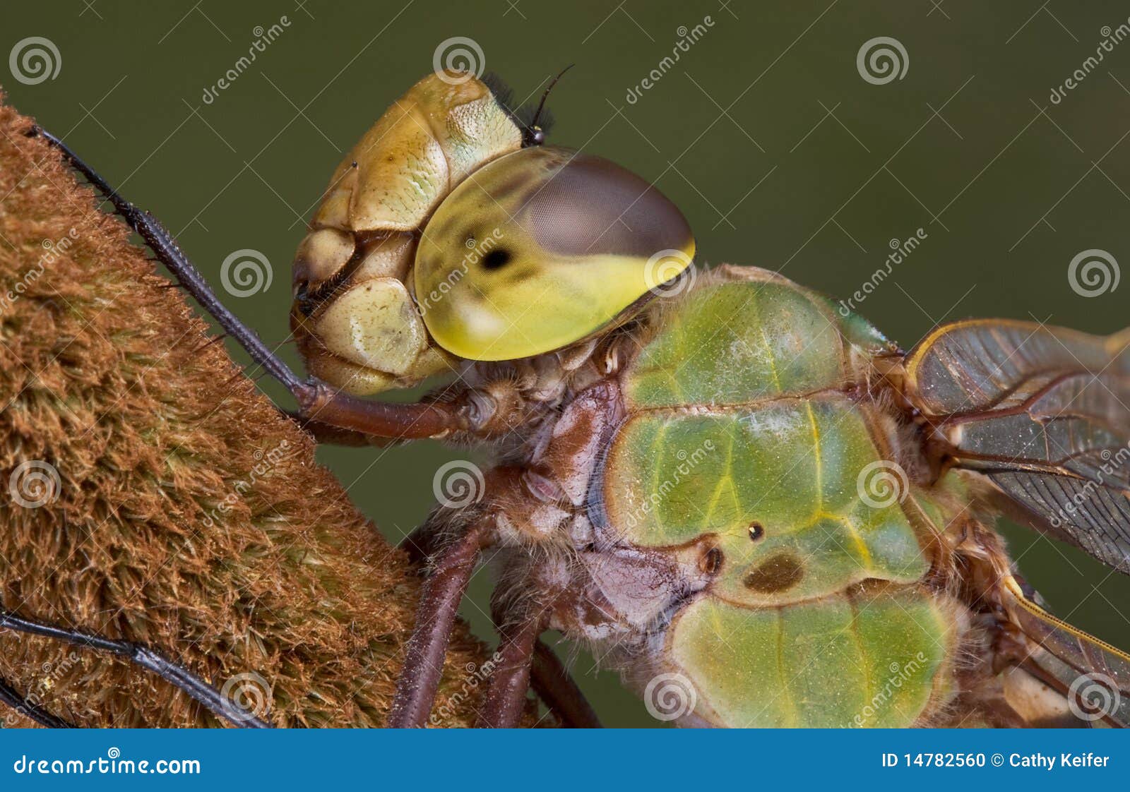 Dragonfly close up stock photo. Image of insect, dragonfly - 14782560