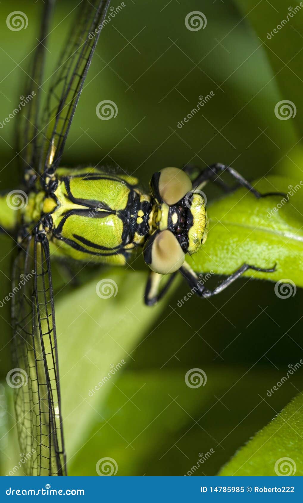 Dragonfly close up stock image. Image of dragonfly, wings - 14785985