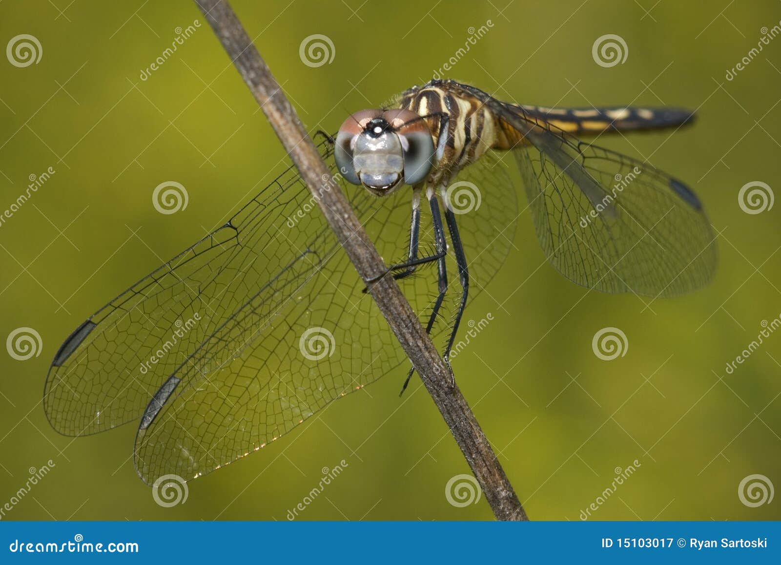 Dragonfly Close-up stock image. Image of meadow, macro - 15103017