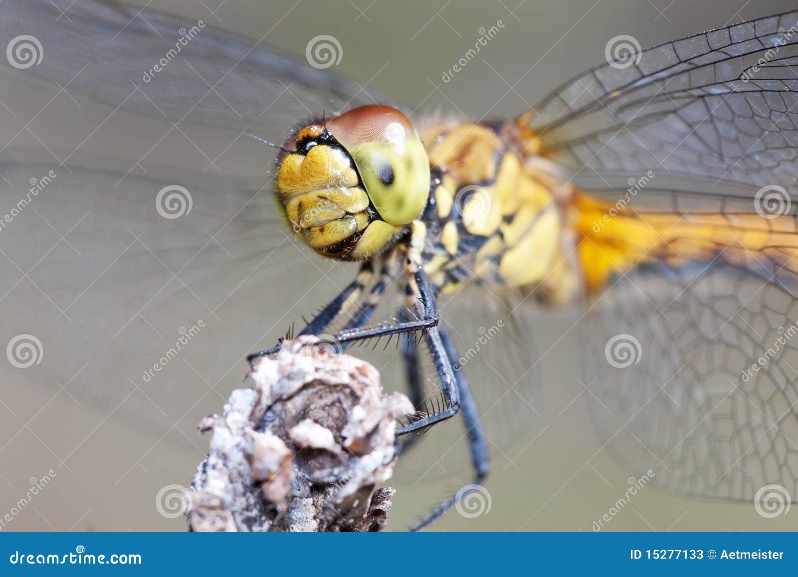 Dragonfly close-up stock image. Image of pest, beauty - 15277133