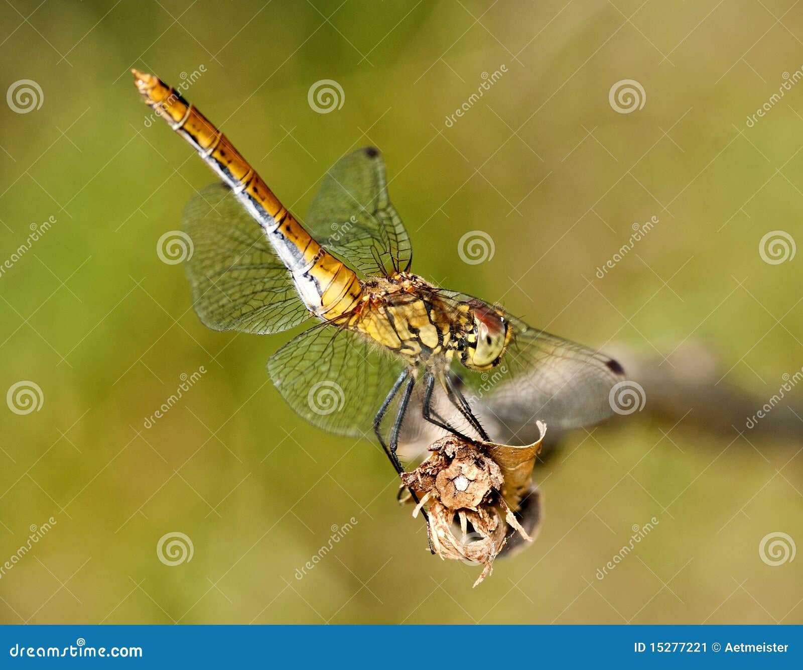 Dragonfly close-up stock image. Image of insect, close - 15277221