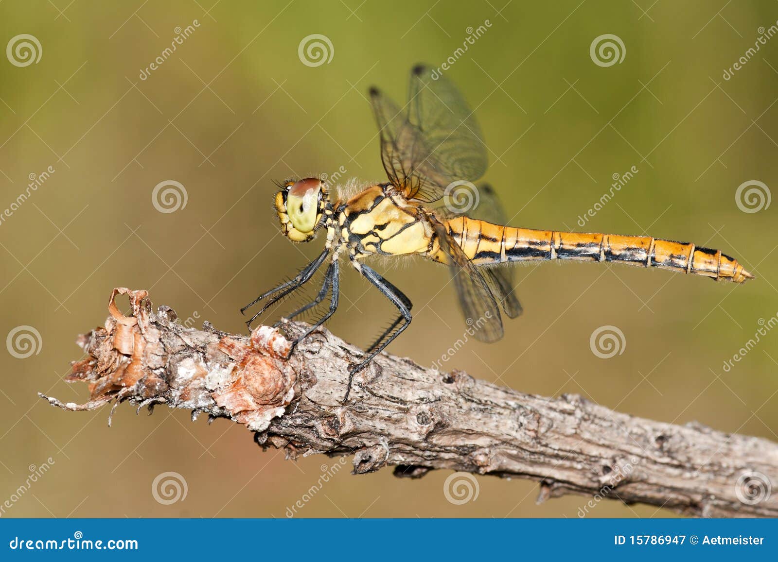 Dragonfly close-up stock image. Image of body, fragility - 15786947