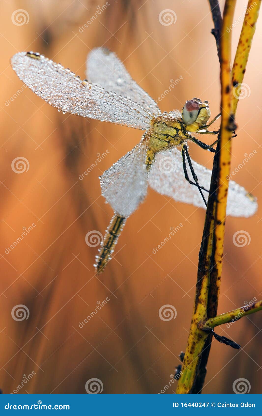 Dragonfly close up stock image. Image of biology, garden - 16440247