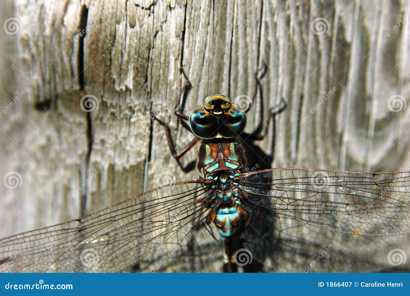 Dragonfly close-up 2 stock image. Image of dragonflies - 1866407
