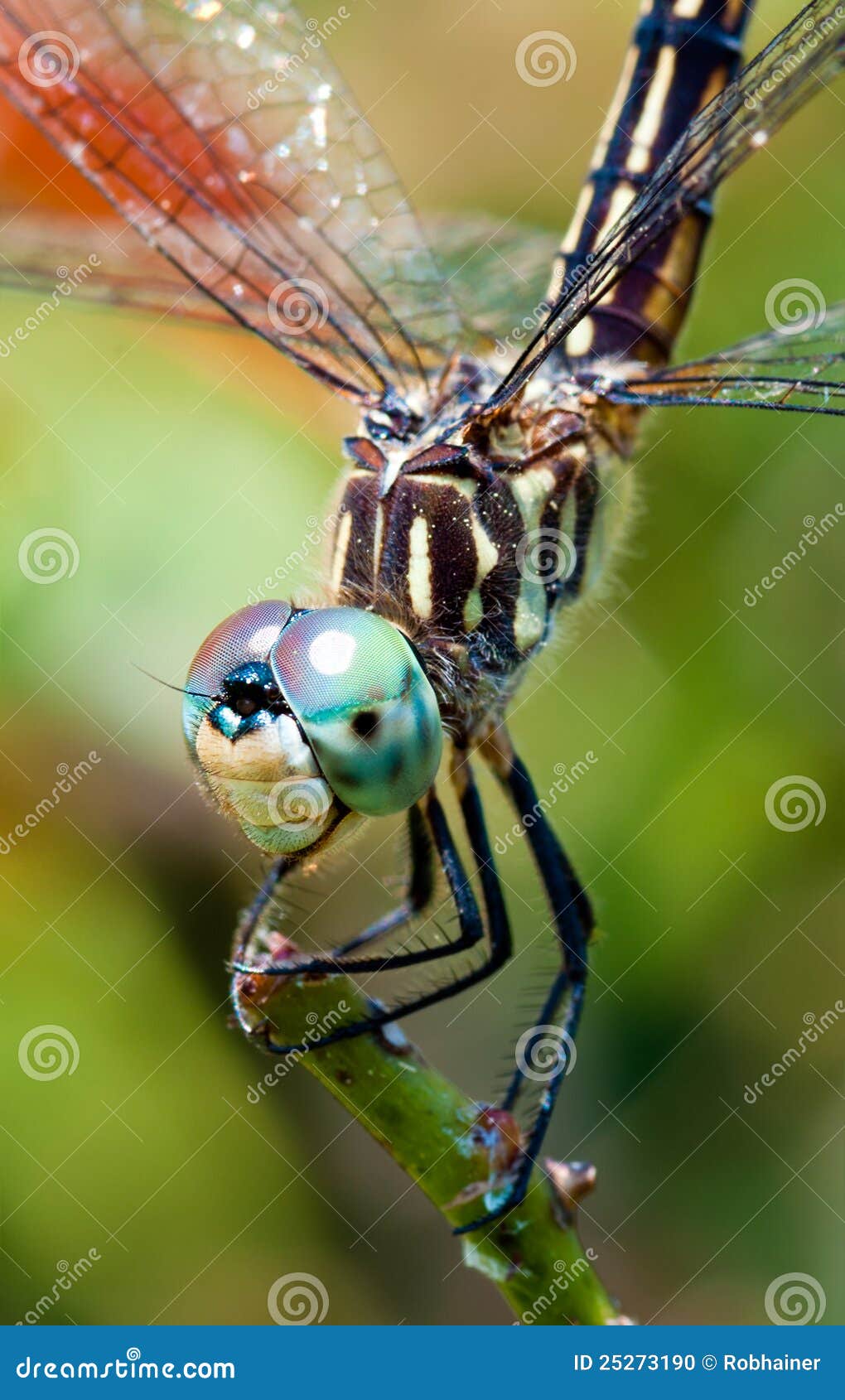 Dragonfly close up stock photo. Image of beautiful, bright - 25273190