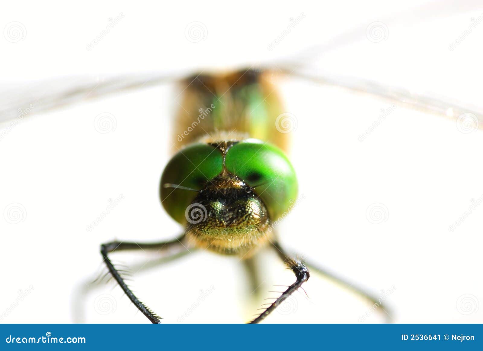 Dragonfly close-up stock image. Image of bright, foreleg - 2536641