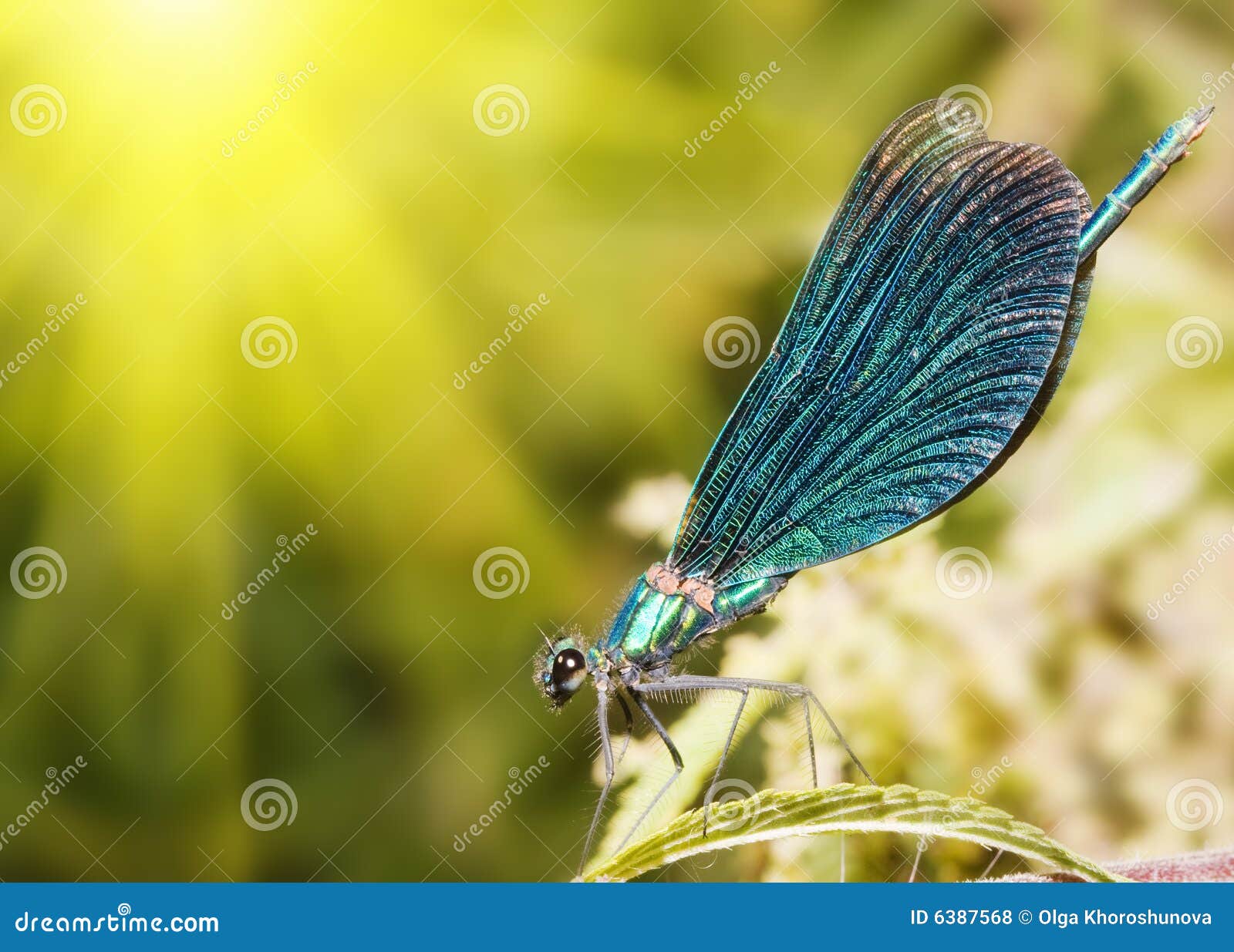 Dragonfly close-up. stock photo. Image of purity, natural - 6387568