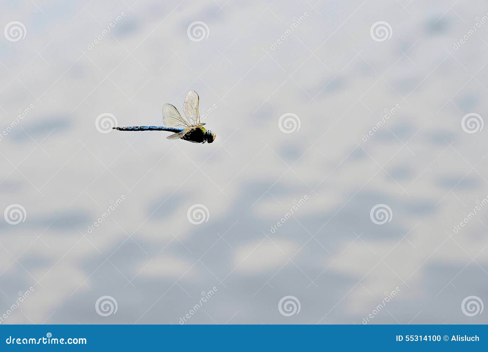 Dragonfly Close-up Flying Over Water Stock Photo - Image of horizontal ...