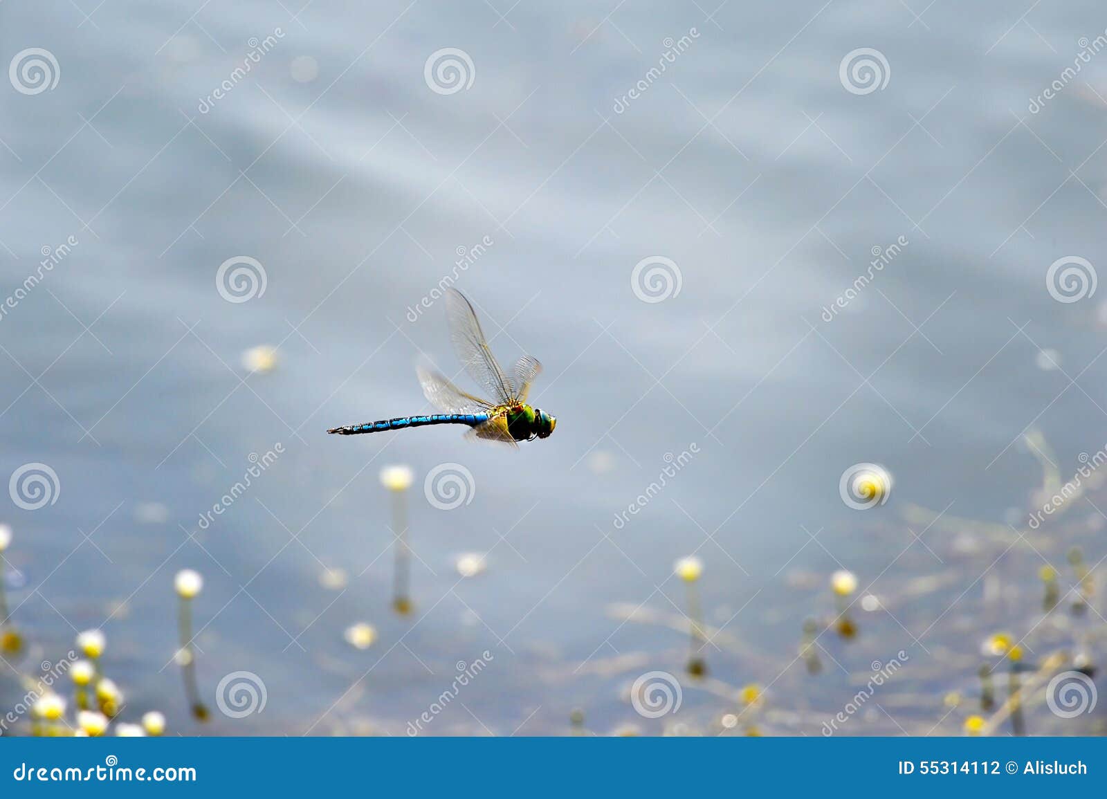 Dragonfly Close-up Flying Over Water Stock Photo - Image of grass ...