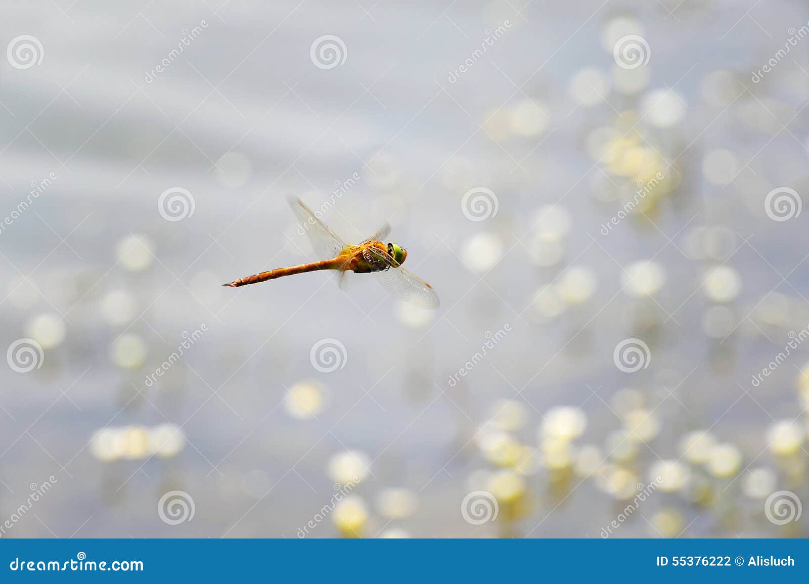 Dragonfly Close-up Flying Over Water Stock Photo - Image of flying ...