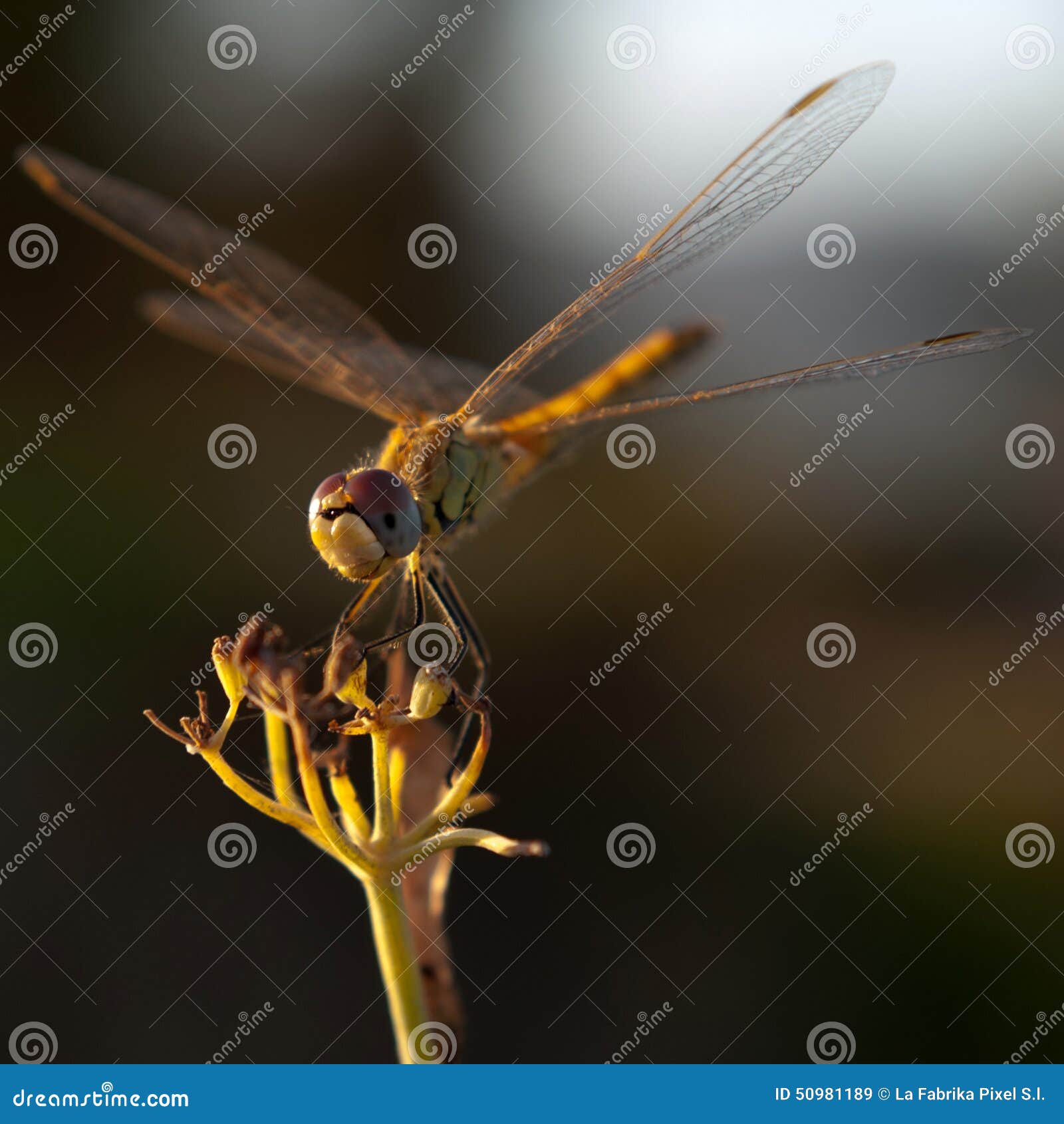 Dragonfly close up stock image. Image of close, animal - 50981189