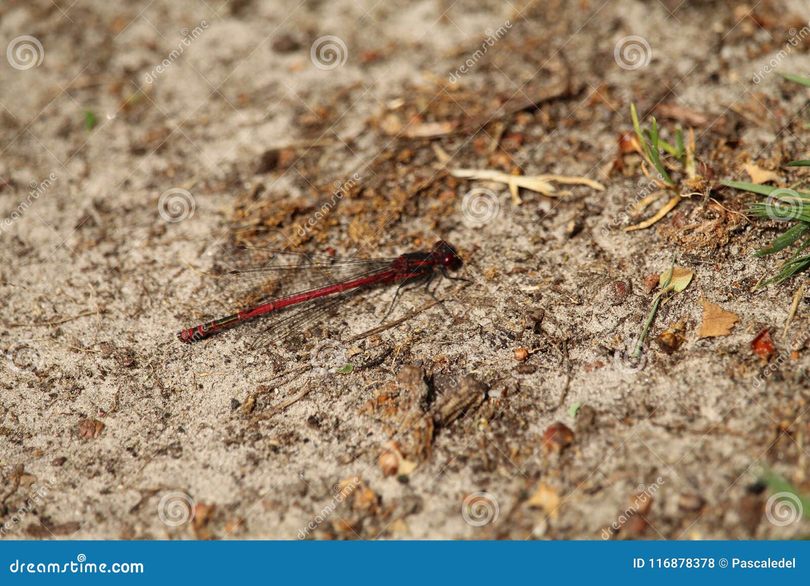 Dragonfly Close Up stock photo. Image of texture, brown - 116878378
