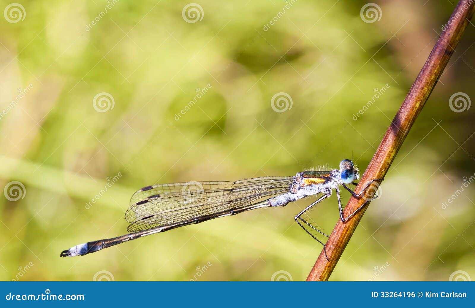 Dragonfly stock photo. Image of wings, body, nature, construction ...