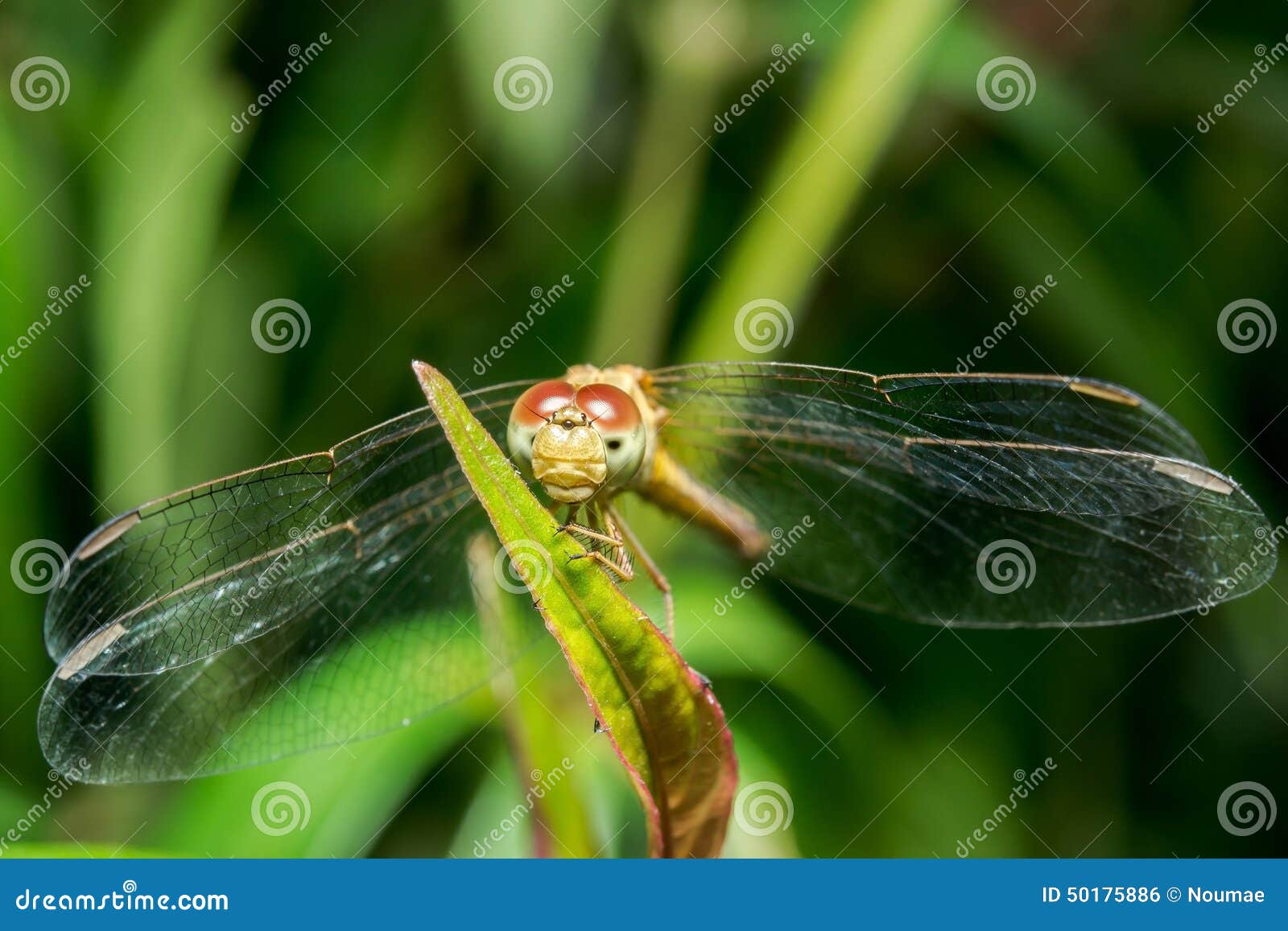 Dragonfly close up stock photo. Image of life, close - 50175886
