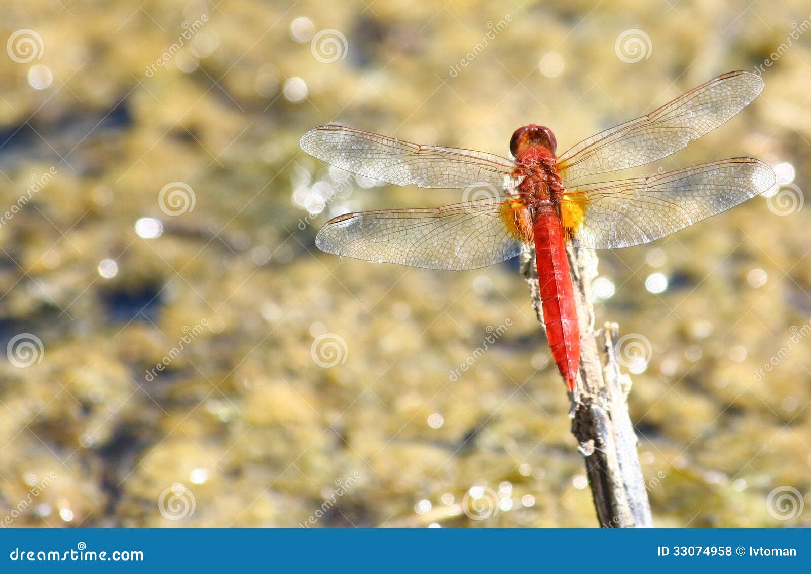 Dragonfly close up stock photo. Image of nature, dragonfly - 33074958