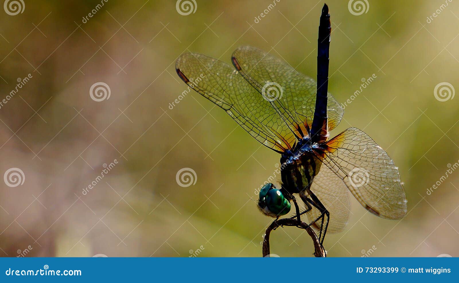Dragonfly stock image. Image of nature, feathers, hunting - 73293399
