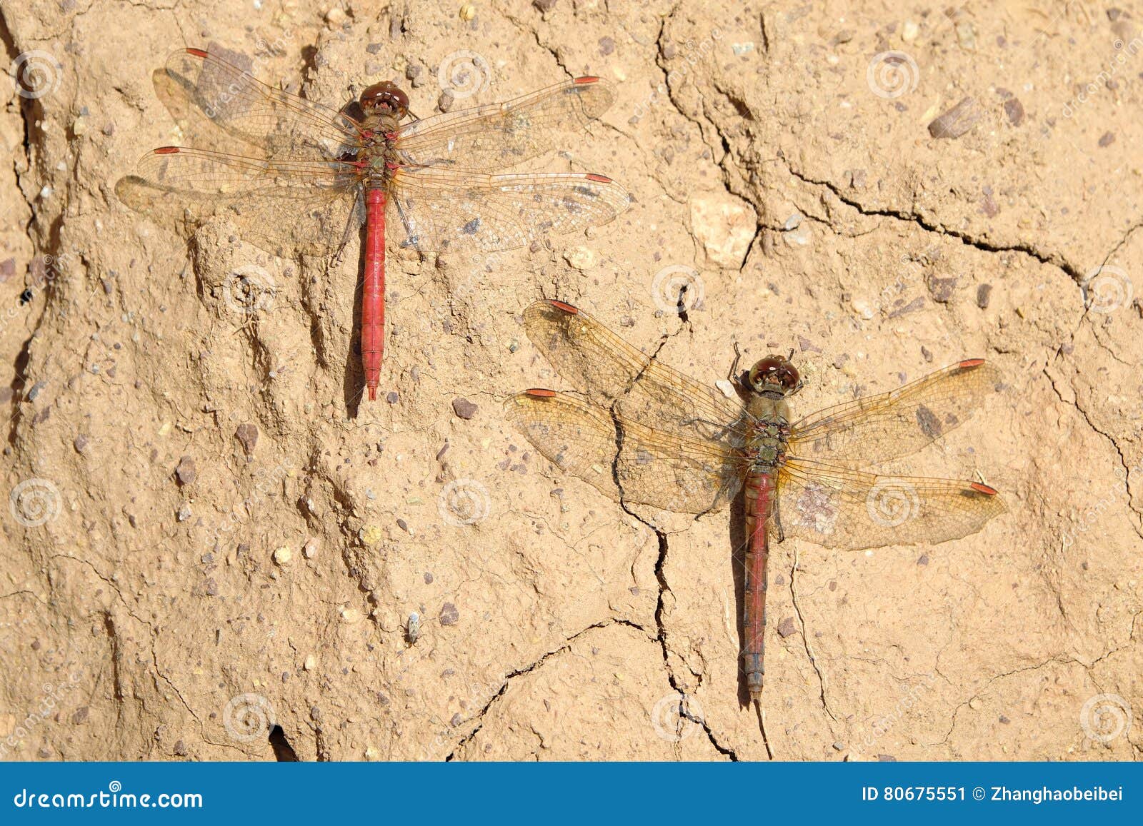 Dragonfly stock image. Image of ground, insects, dragonflies - 80675551
