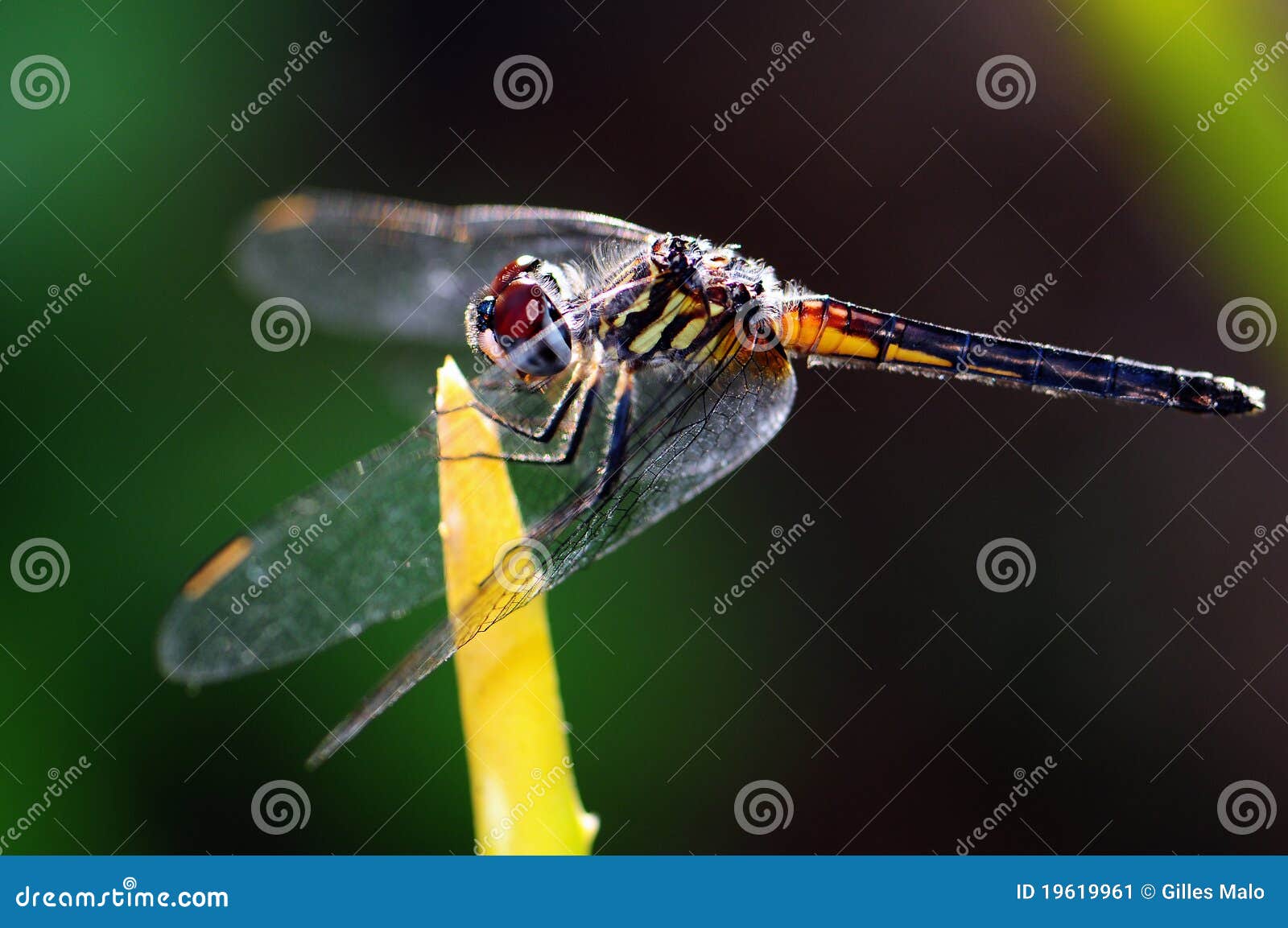 Dragonfly Closeup stock image. Image of closeups, buds - 19619961