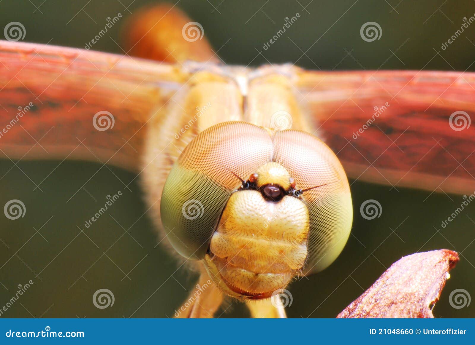 Dragonfly Closeup stock photo. Image of dragonfly, closeup - 21048660