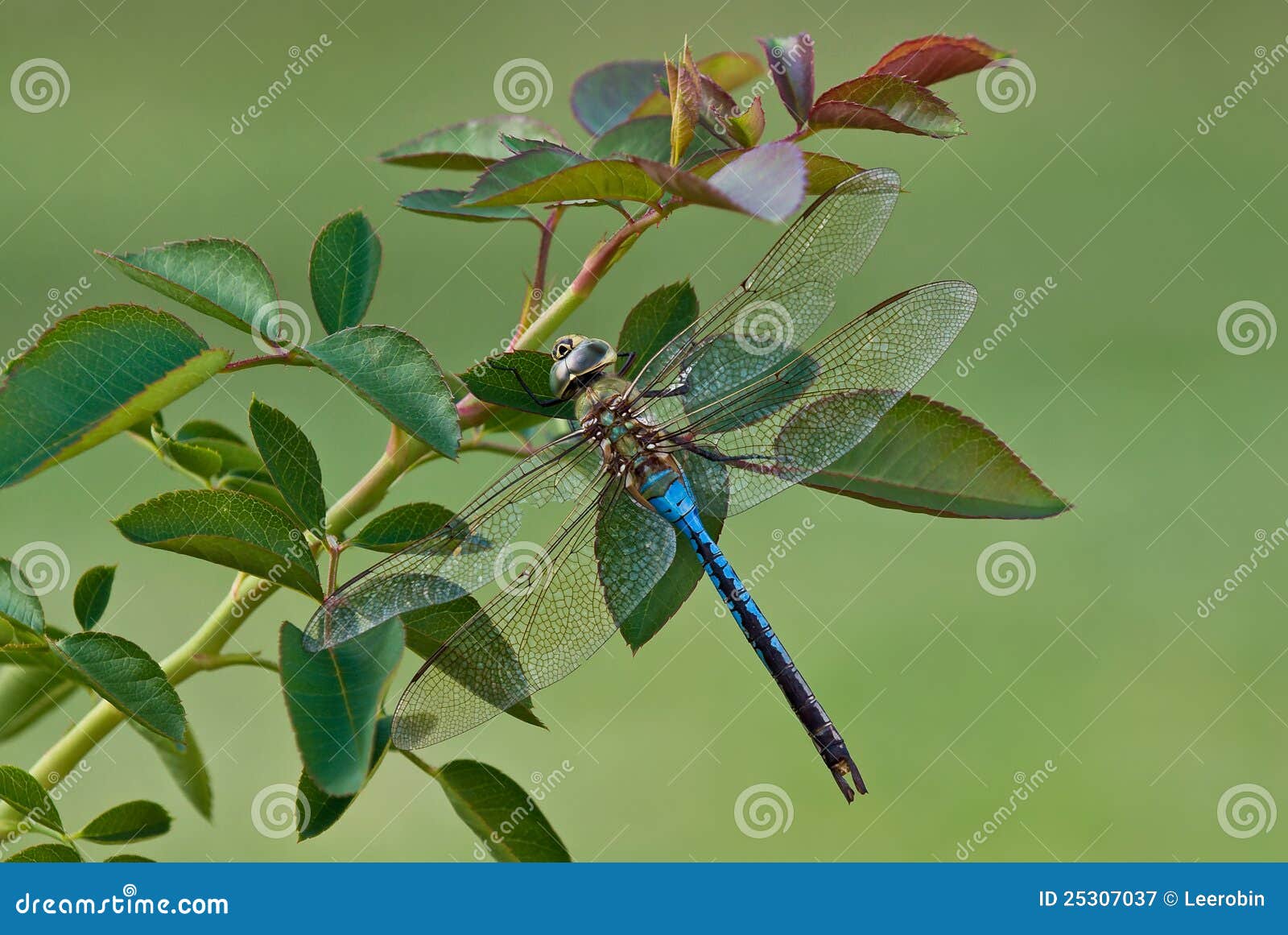 Dragonfly closeup stock image. Image of macro, green - 25307037