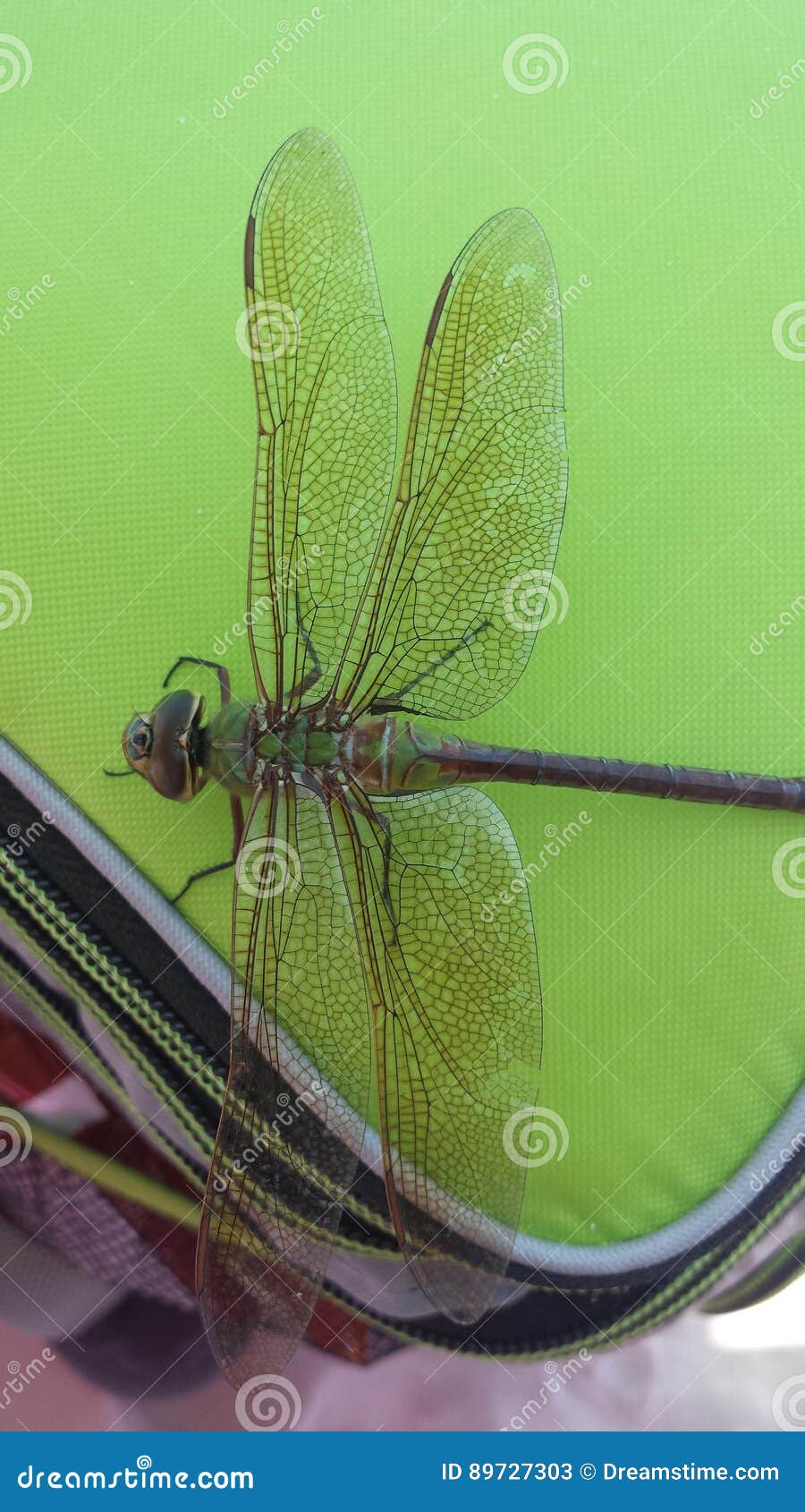 Dragonfly stock image. Image of insect, dragonfly, flyer - 89727303