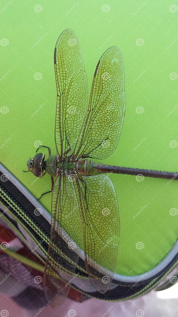 Dragonfly stock image. Image of insect, dragonfly, flyer - 89727303